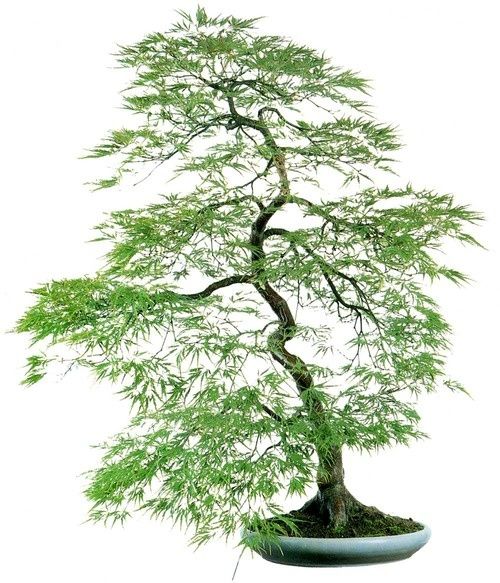 Acer Palmatum Emerald Lace BONSAI: BELLEZA JAPONESA