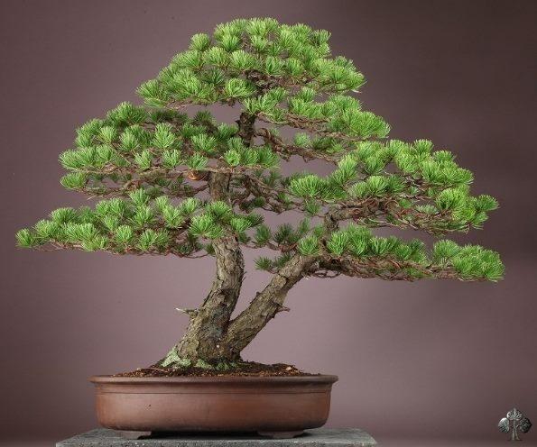 Sokan: COMPLEMENTARIEDAD en DOBLE TRONCO de BONSAI